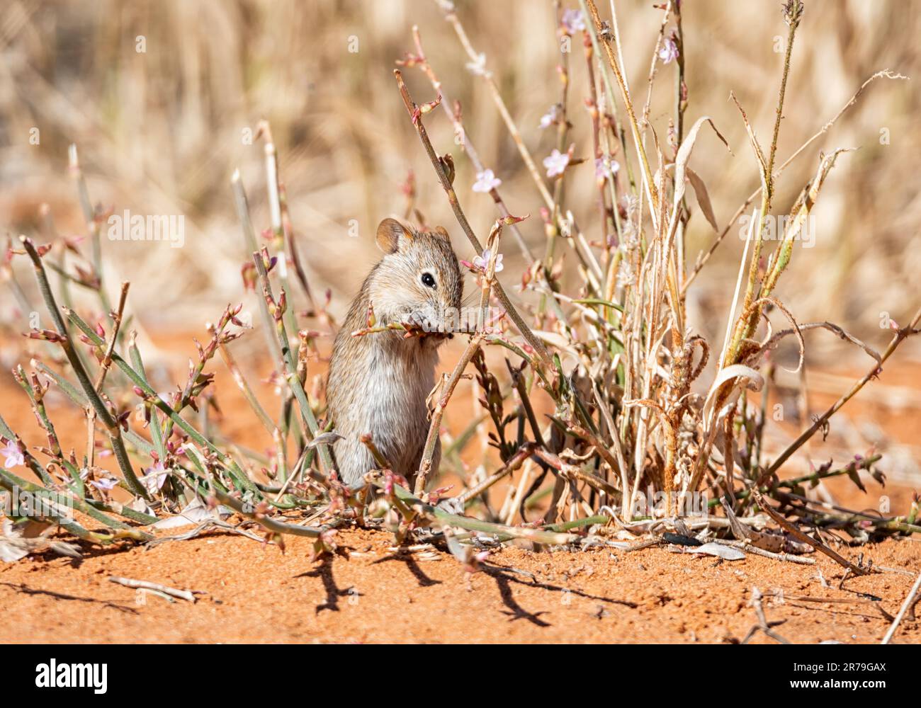 Striped mouse hi-res stock photography and images - Alamy