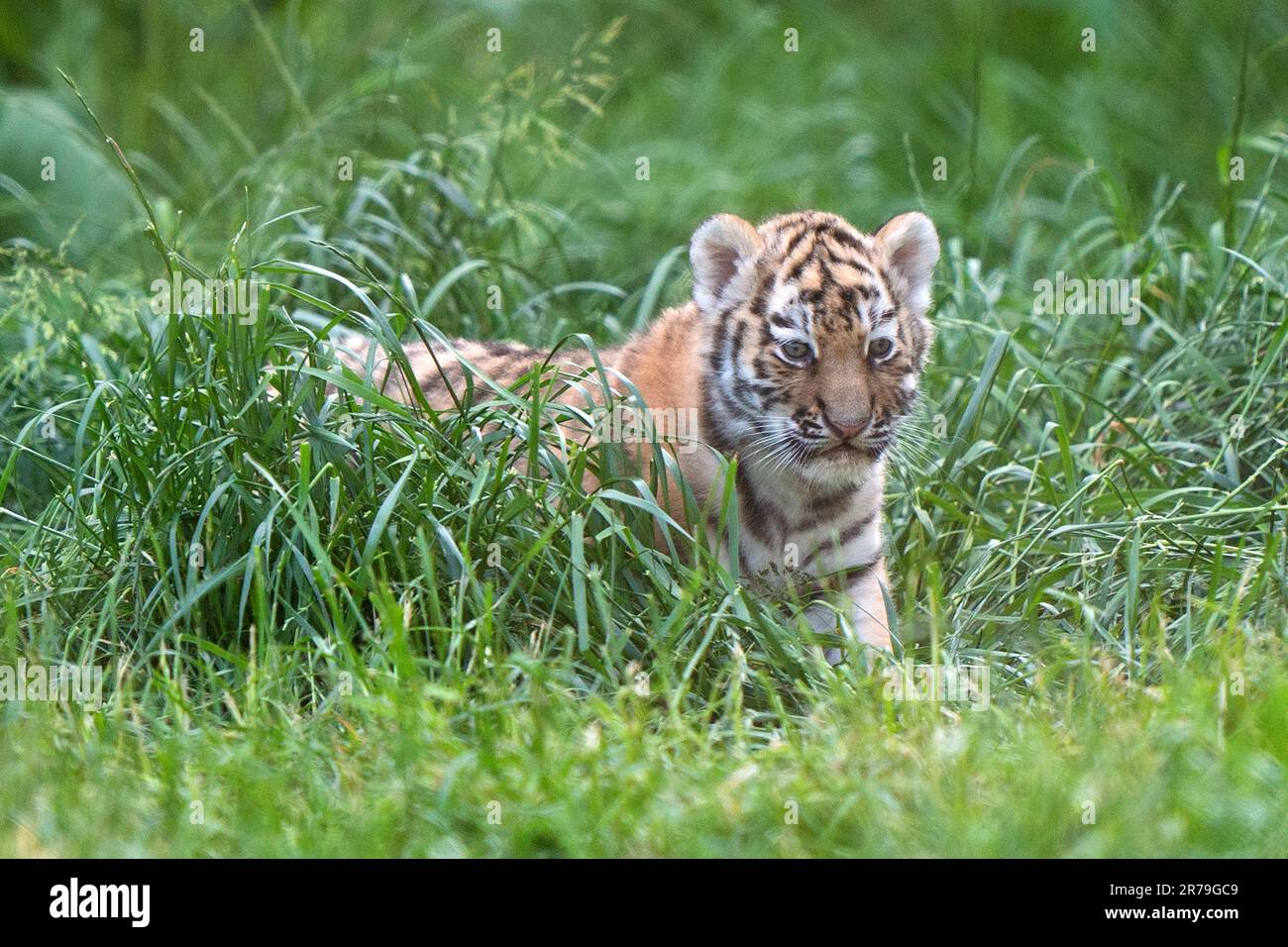 Banham zoo tiger kuzma hi-res stock photography and images - Alamy