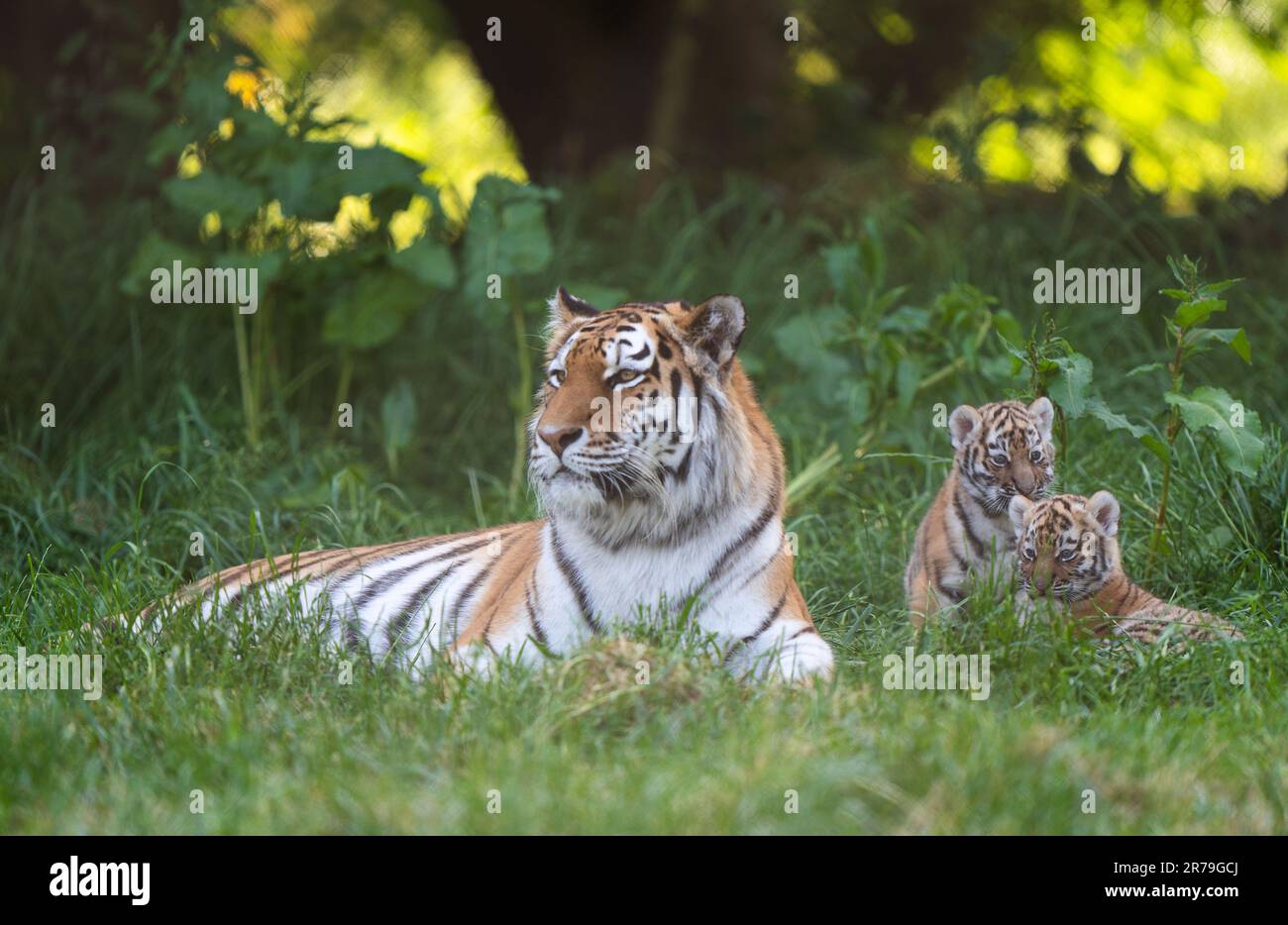 Banham zoo tiger kuzma hi-res stock photography and images - Alamy