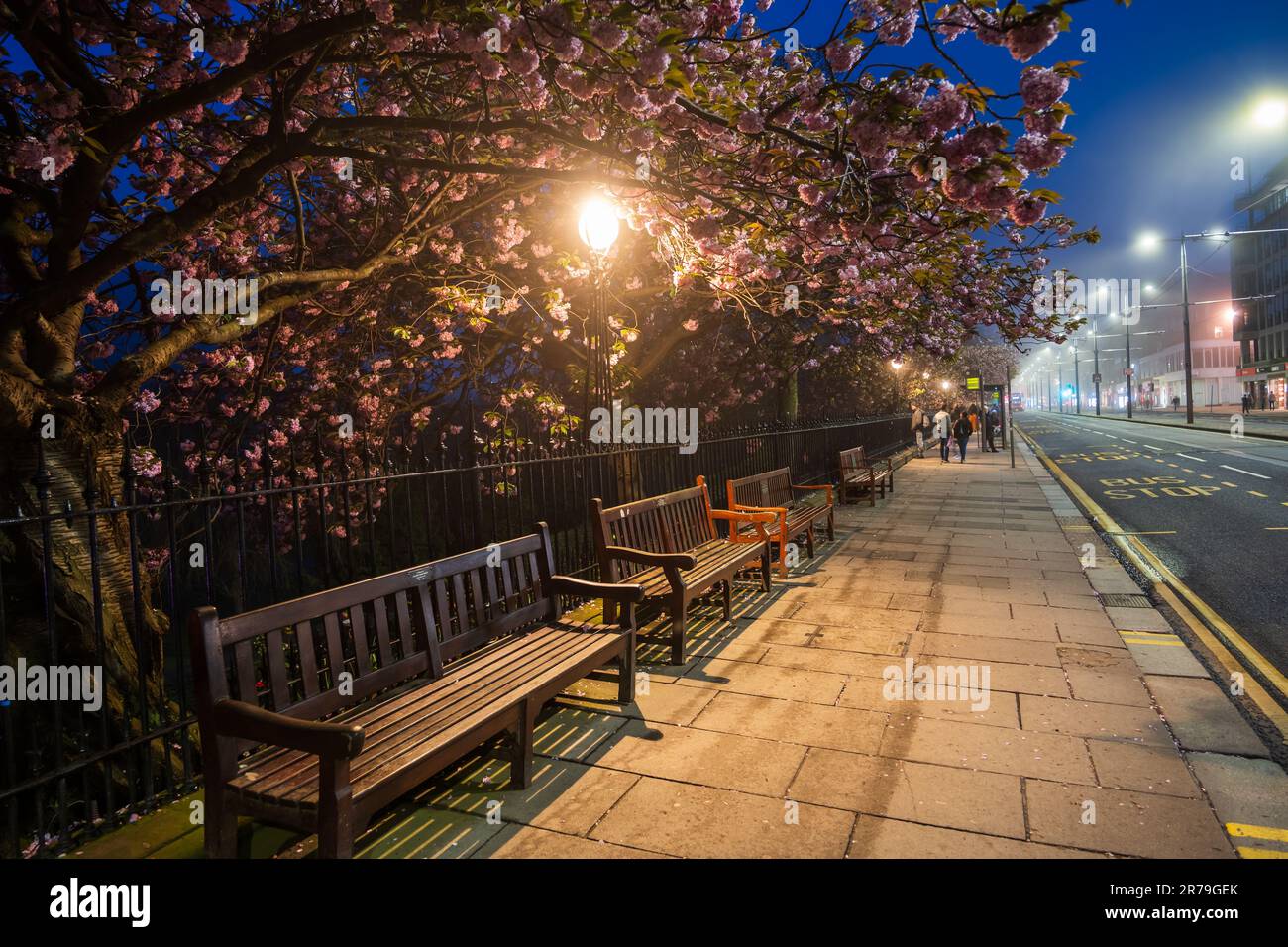 Night with streetlight illuminated cherry blossoms over sidewalk ...