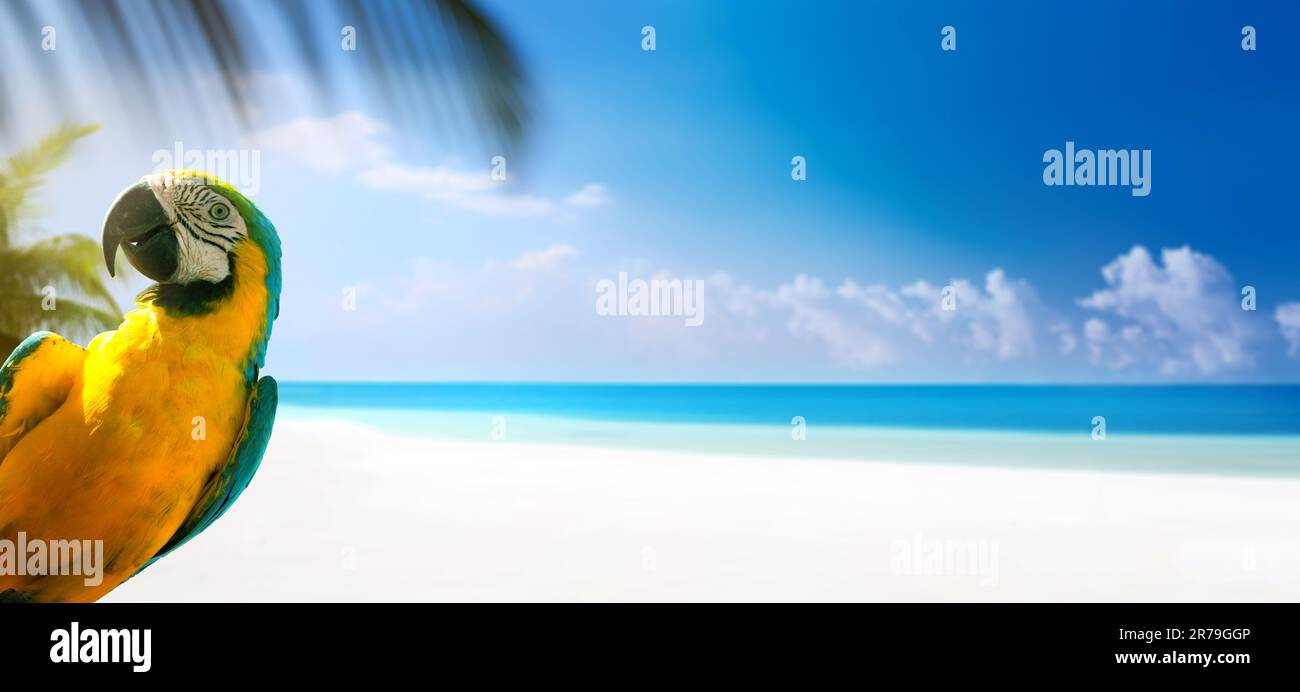 summer holiday on tropical sea sandy beach; banner design with copy ...
