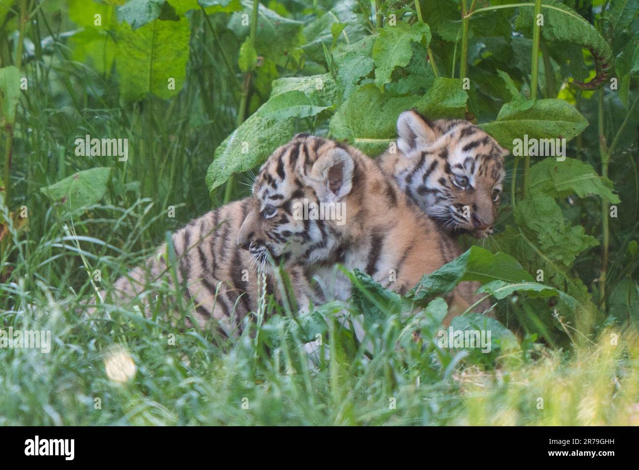 Six week old Amur tiger cubs begin to explore their enclosure at Banham ...