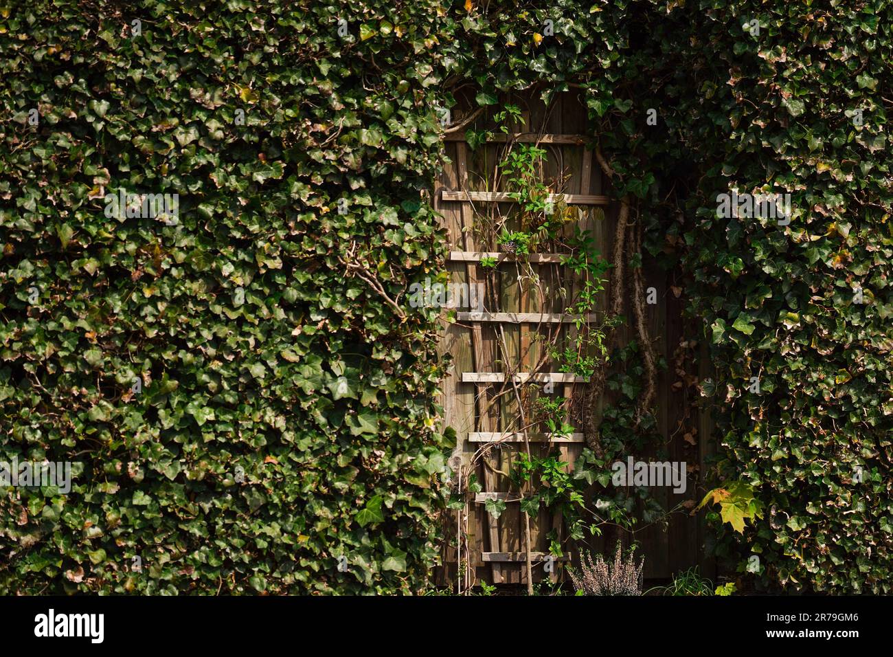 A mysterious fairy-tale door in a green garden among the foliage to the ...