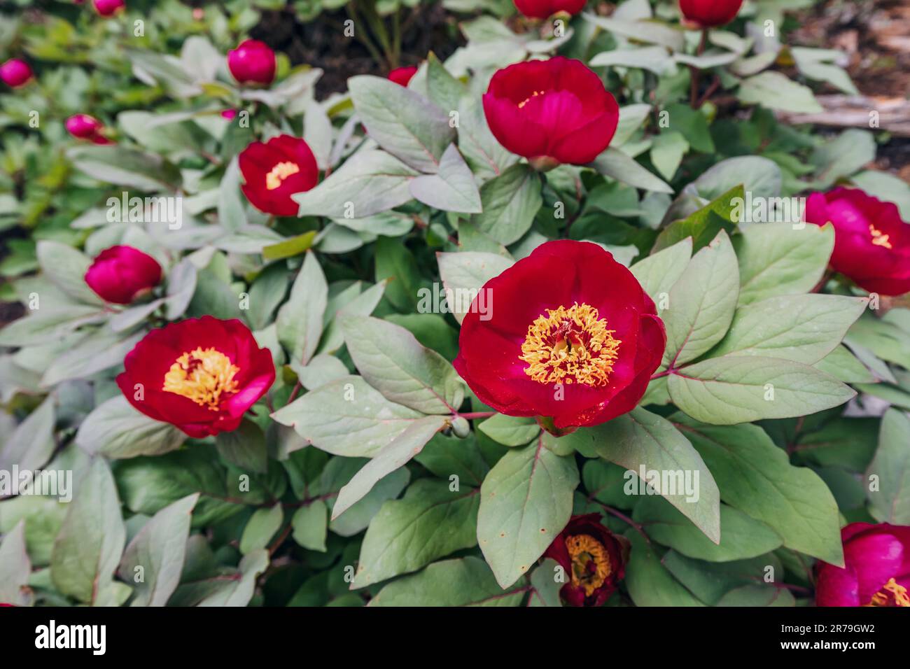 Wild peonies in the woods in Antalya on lycian way Stock Photo - Alamy