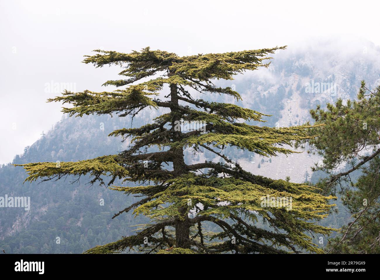 Lebanon cedar tree in mountains along lycian way in Turkey Stock Photo ...