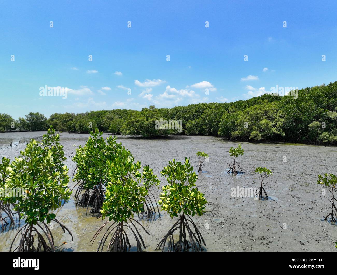 Green mangrove forest and mudflat at the coast. Mangrove ecosystem ...