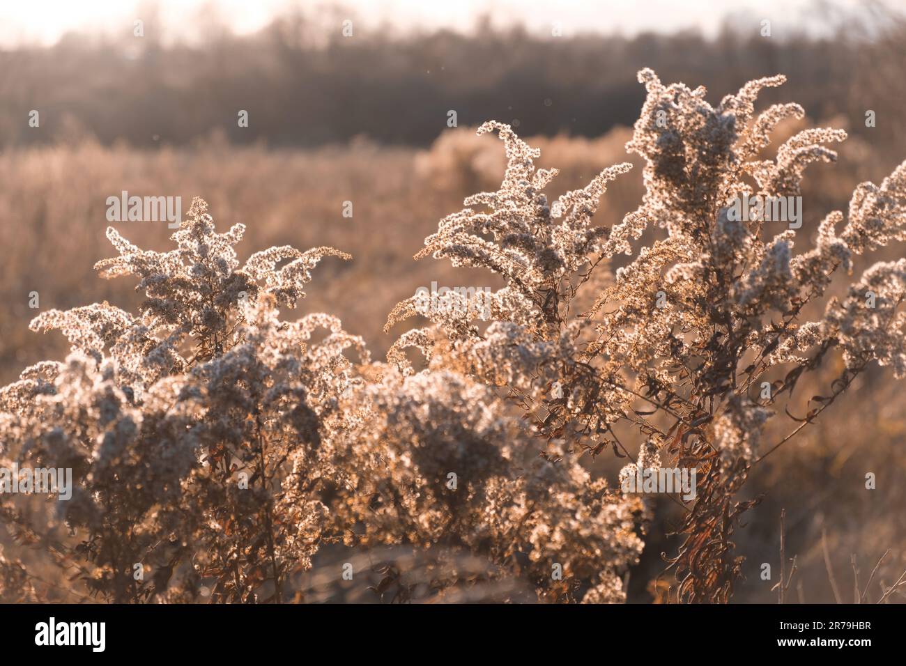 Dry sedge grass in the wind. Pastel neutral colors. Earth tones ...