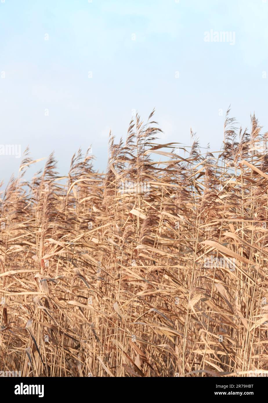 Dry sedge grass in the wind next to a lake or river. Golden sedge grass ...