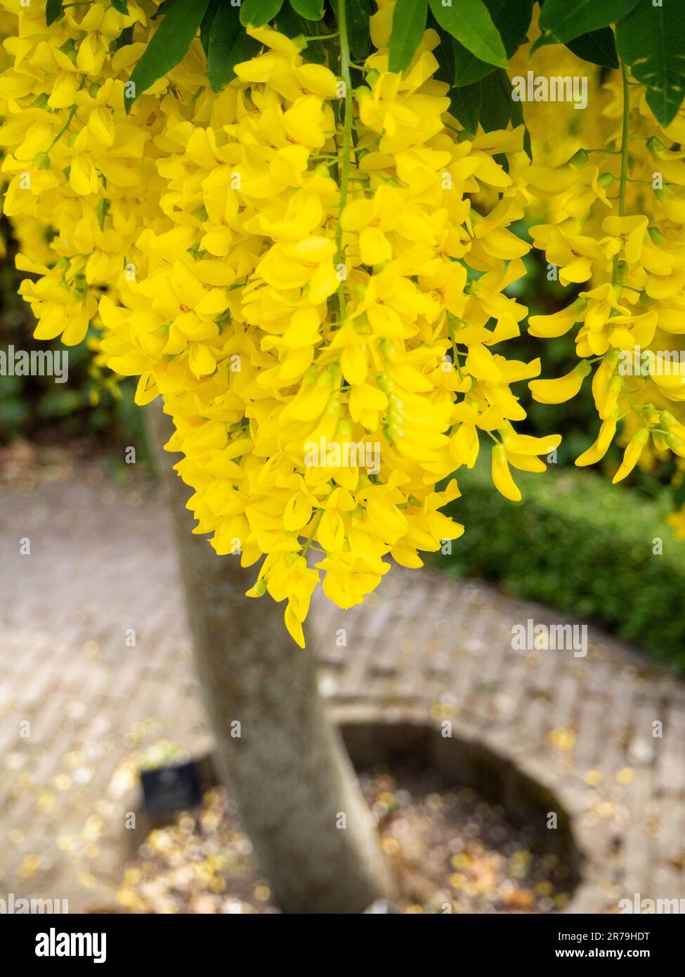 Laburnum, sometimes called golden chain or golden rain tree in full golden flowers in Alnwick ...