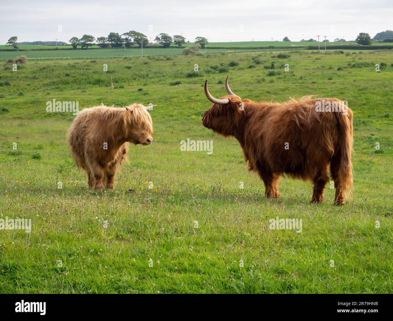 Long-Haired Scottish Highland Cattle standing in a Northumberland field ...