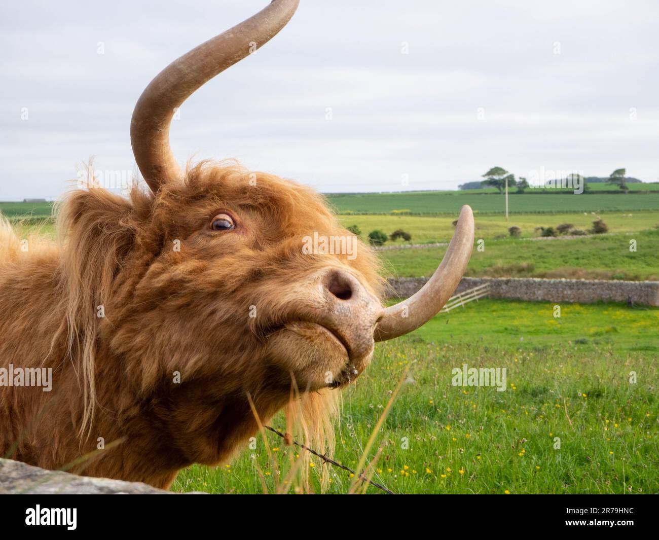 Long-Haired Highland cow scratching it's neck on barbed wire, looking ...