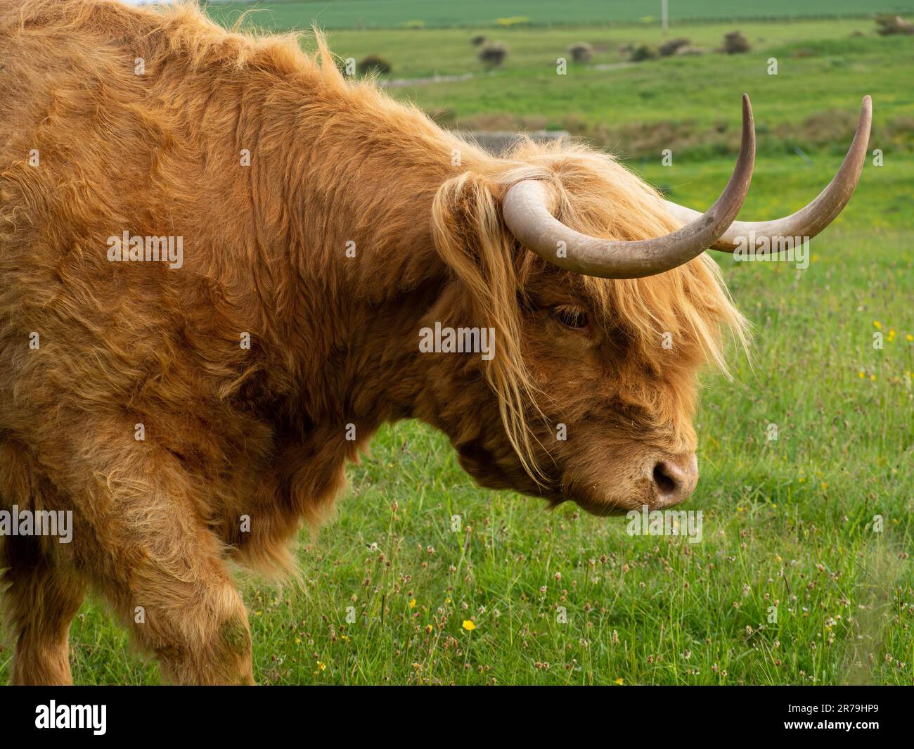Long Haired Highland cow, Bamburgh, Northumberland. Early evening ...