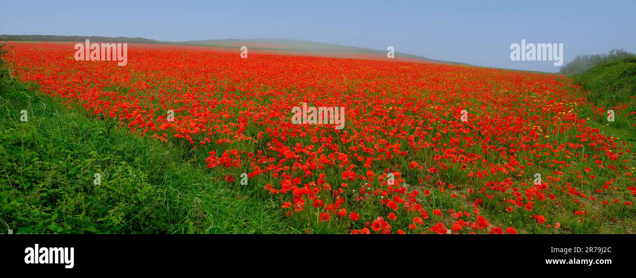 POPPY FIELDS POLLY JOKE - WEST PENTIRE CRANTOCK CORNWALL Stock Photo ...