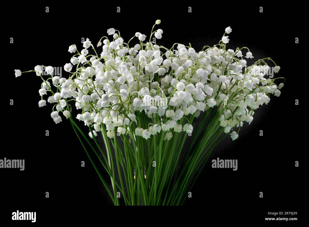 Drooping lily flowers hi-res stock photography and images - Alamy