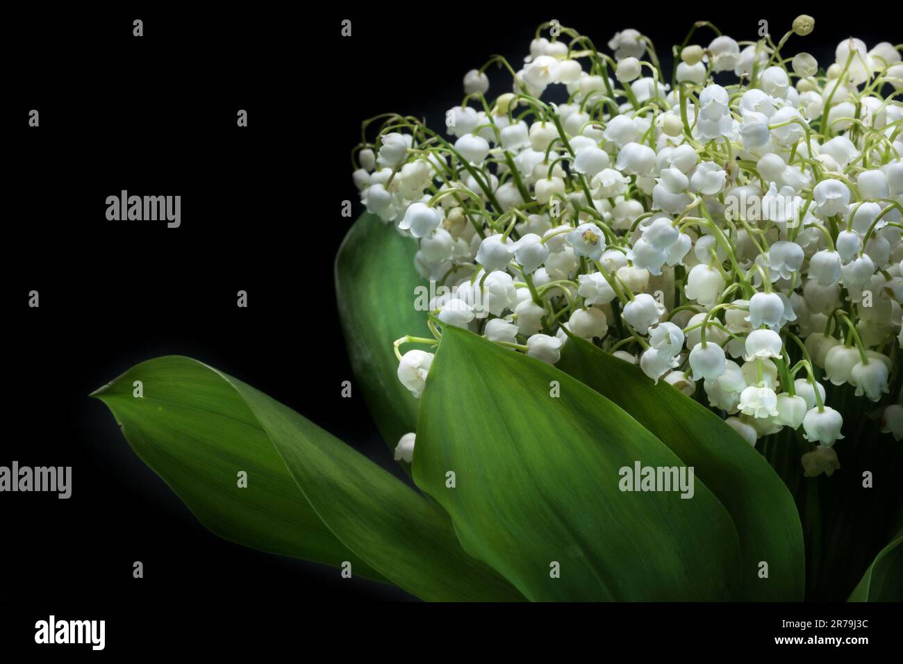 Drooping lily flowers hi-res stock photography and images - Alamy