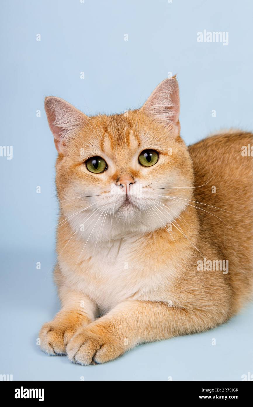 Scottish straight golden shaded chinchilla male cat with green eyes ...