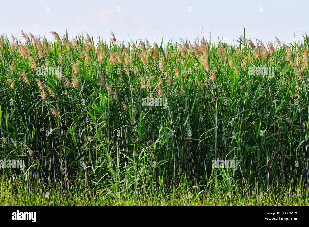 Young reeds on river hi-res stock photography and images - Alamy