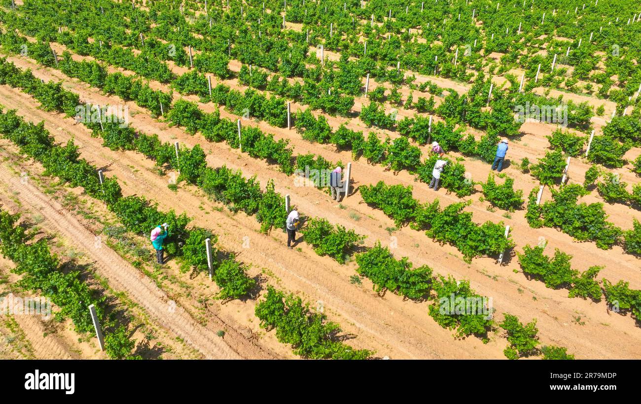 ZHANGYE, CHINA - JUNE 13, 2023 - Workers prune grapes at the Wanmu ...