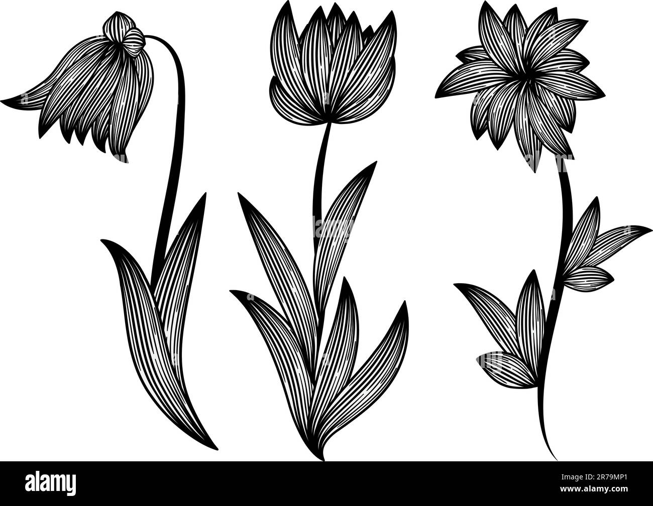 vector floral design elements, monochrome patterns, editable Stock ...