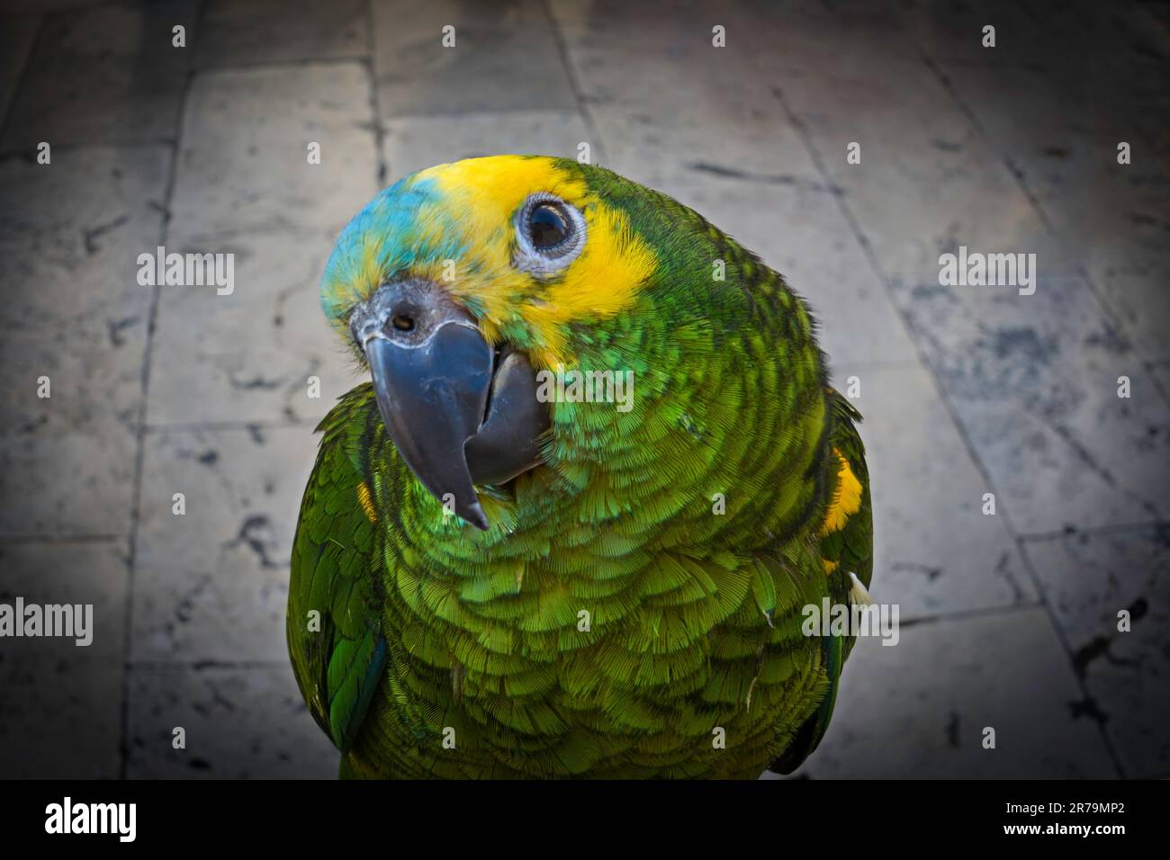 Turquoise parrot hi-res stock photography and images - Alamy