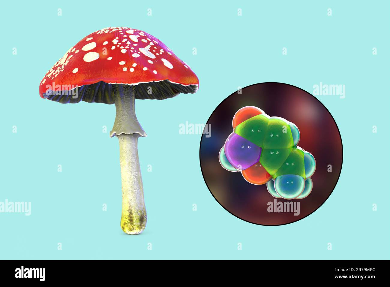 Fly agaric mushroom (Amanita muscaria), and molecule of muscimol toxin ...