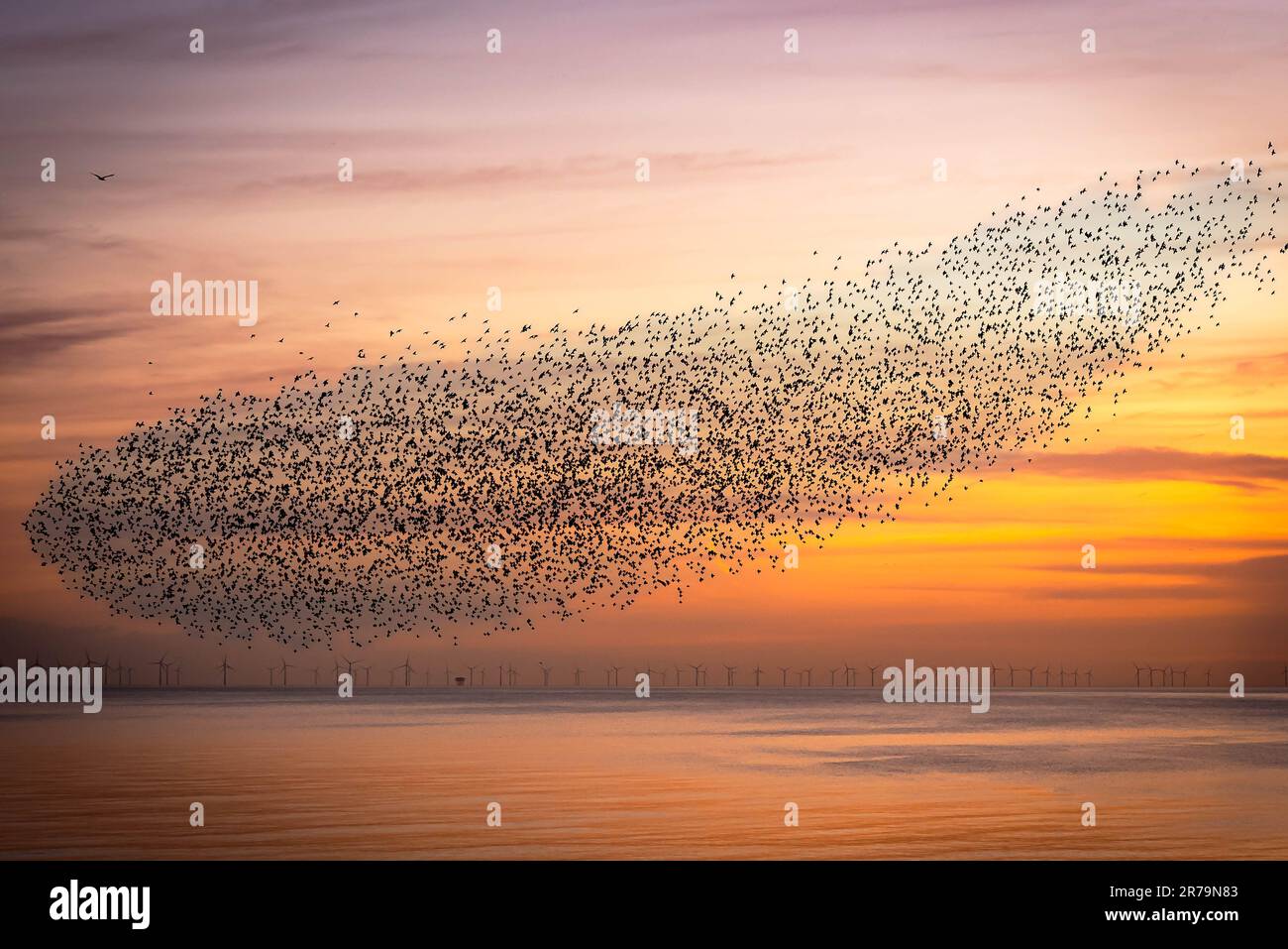A flock of starlings swarming in a murmuration formation around ...