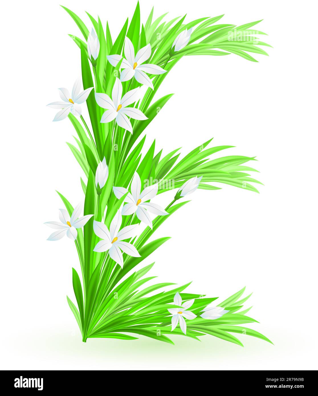 One letter of spring flowers alphabet - E. Illustration on white ...
