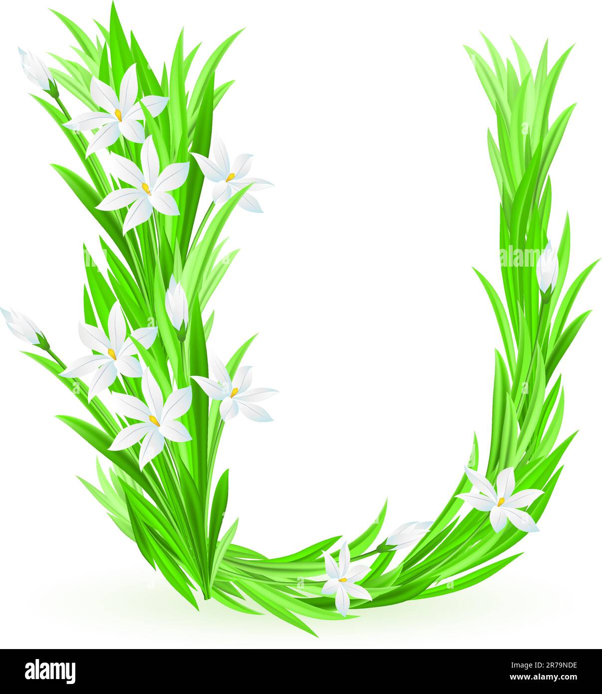 One letter of spring flowers alphabet - U. Illustration on white ...
