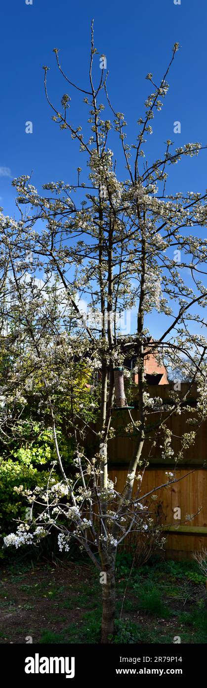 Pear Tree (Pyrus) in a Spring Blossom with a Blue Sky Stock Photo - Alamy