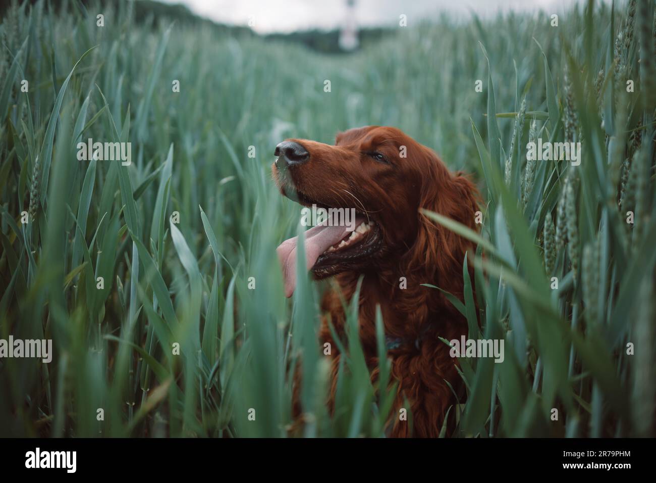 Irish settre hi-res stock photography and images - Alamy