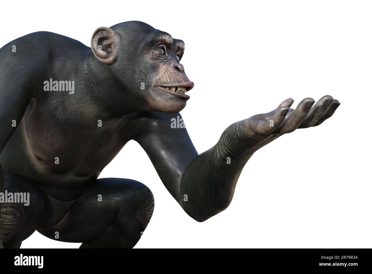 Chimpanzee monkey sitting with one arm ready to hold something, 3D ...