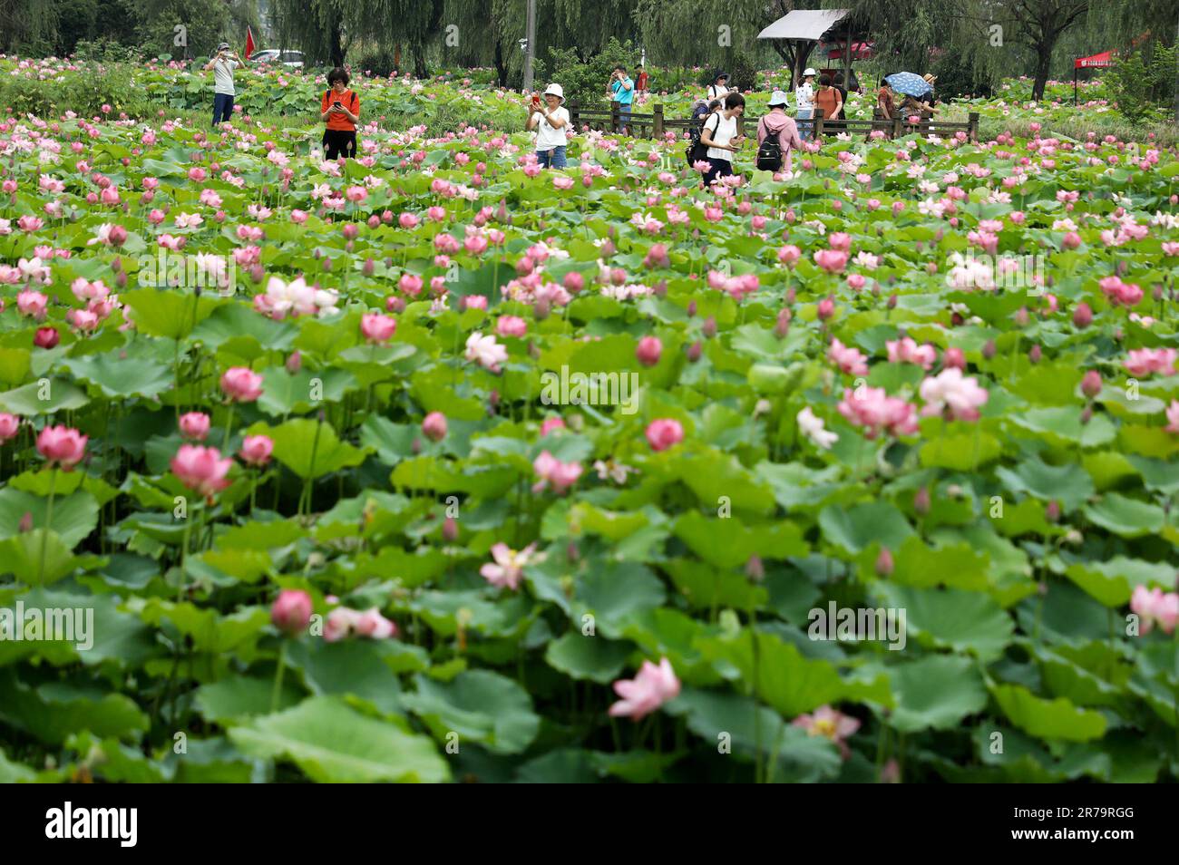 ZIXING, CHINA - JUNE 14, 2023 - Tourists enjoy the lotus in Liuhuawan ...