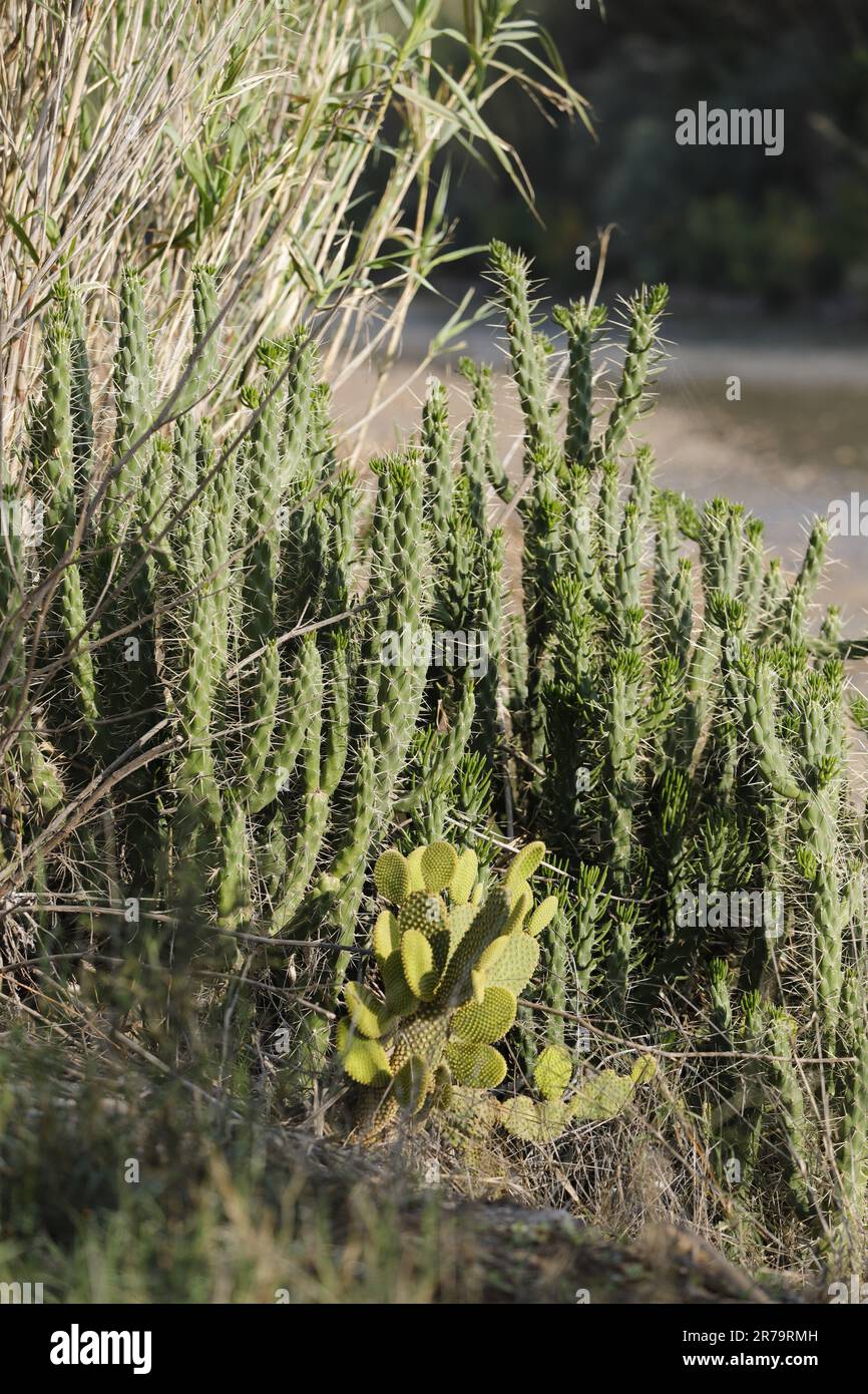 You can find different kinds of cacti in Almería, Spain Stock Photo - Alamy