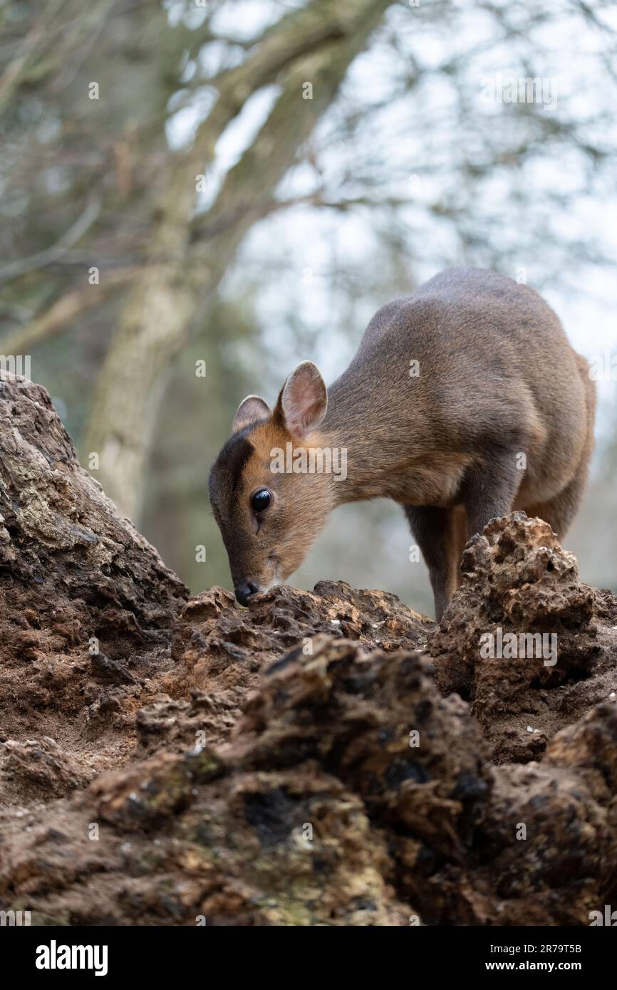 Baby muntjac deer hi-res stock photography and images - Alamy