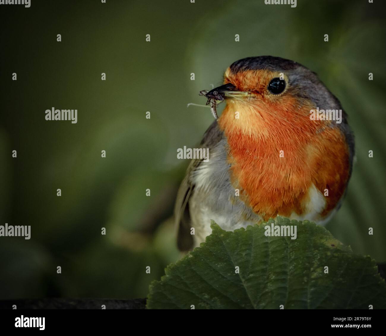 A closeup shot of a European robin with a freshly caught insect Stock ...