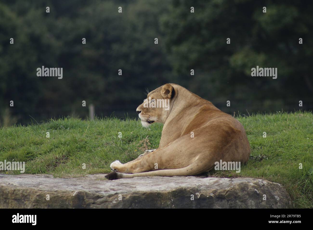 Setting lion hi-res stock photography and images - Alamy