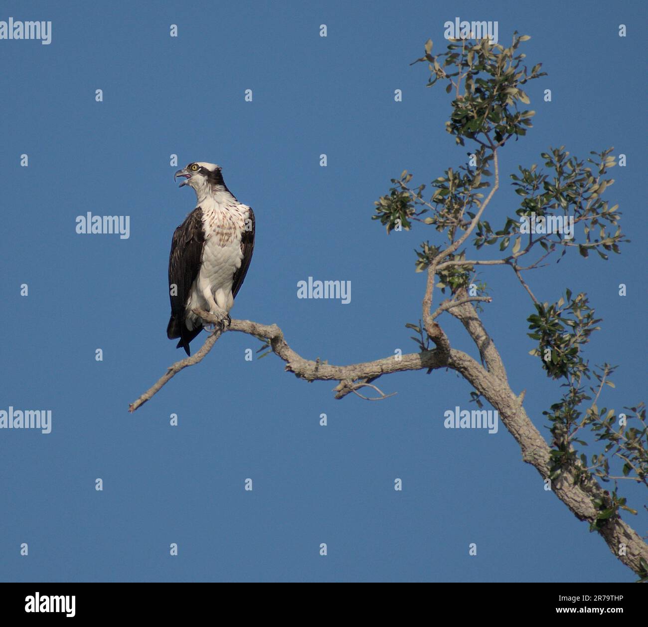 Beady eyes hi-res stock photography and images - Alamy