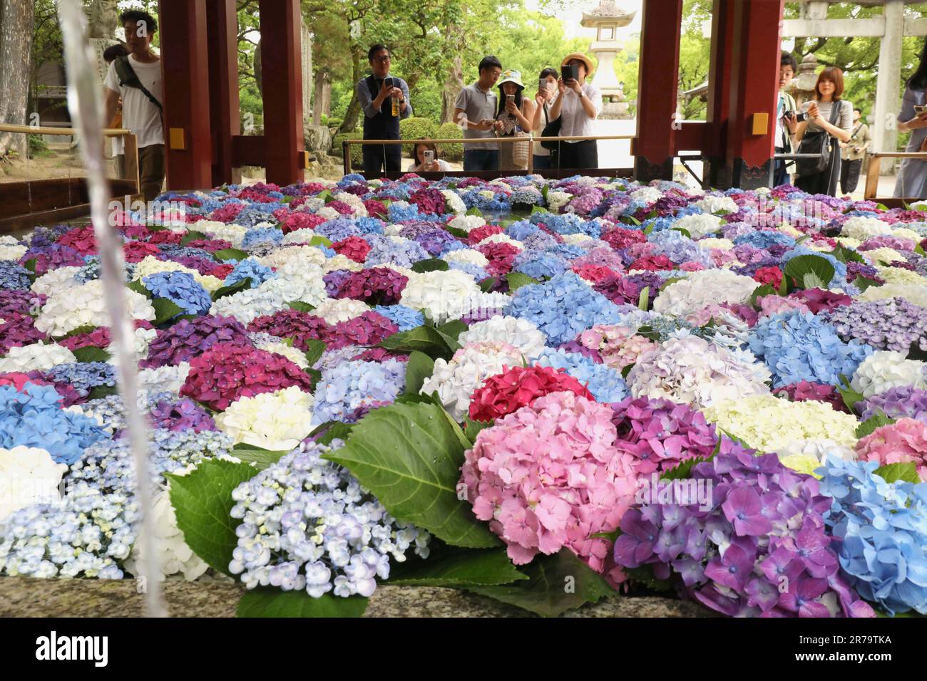 Visitors admire hydrangeas floating on the surface of the water during ...
