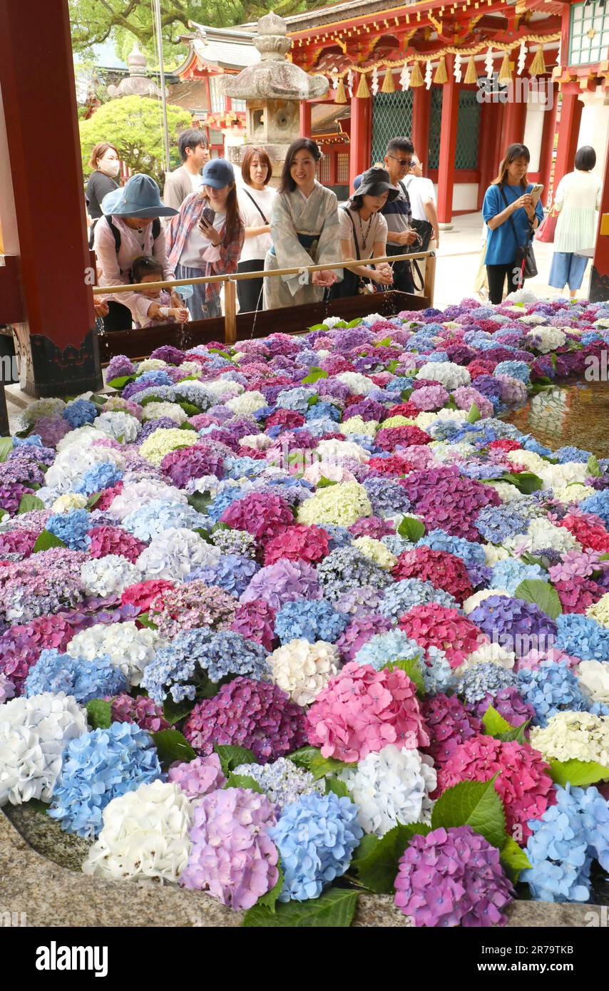 Visitors admire hydrangeas floating on the surface of the water during ...