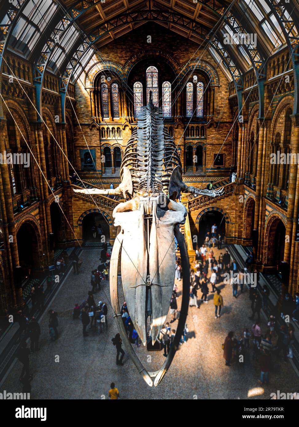 An undated view of a skeletal remains of a historic animal on display ...