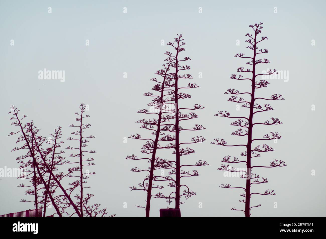Leafless branches of trees under clear sky Stock Photo - Alamy