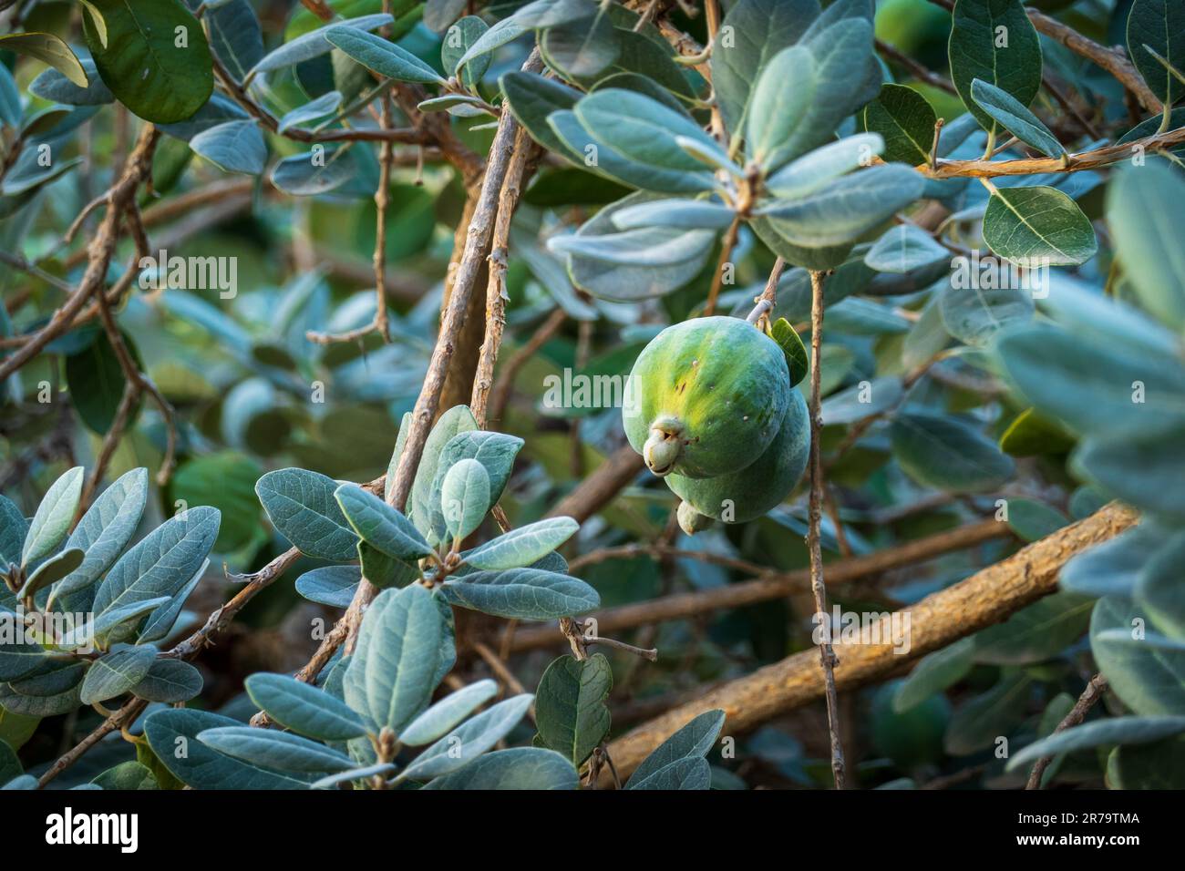 Feijoa foliage hi-res stock photography and images - Alamy