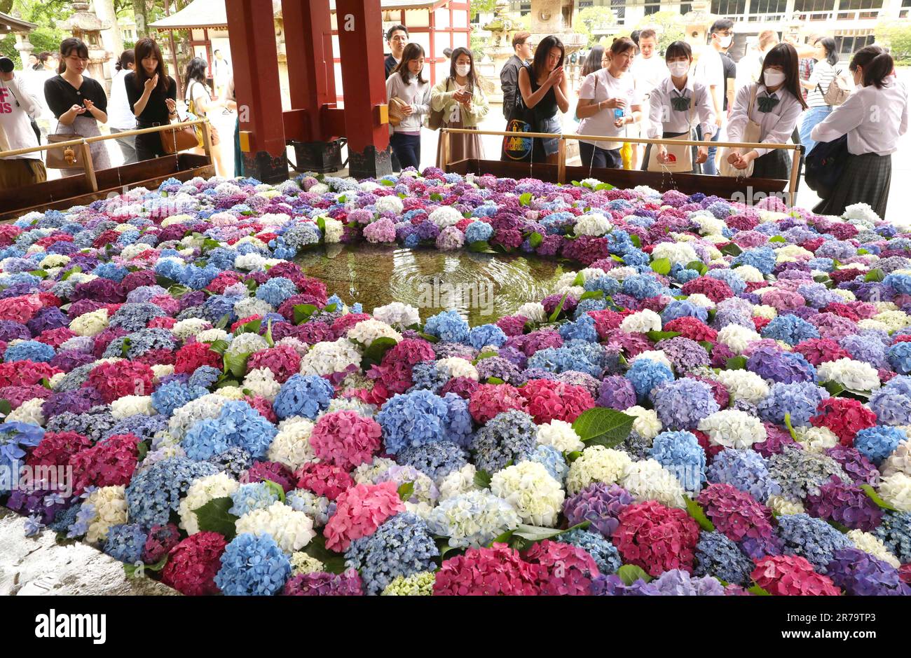 Visitors admire hydrangeas floating on the surface of the water during ...