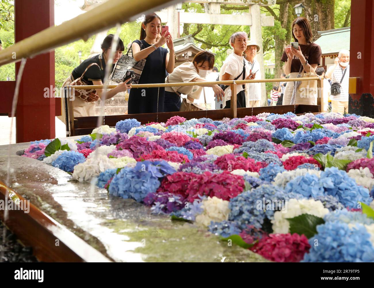 Visitors admire hydrangeas floating on the surface of the water during ...