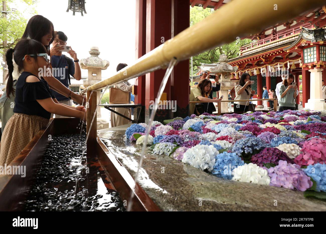 Visitors admire hydrangeas floating on the surface of the water during ...