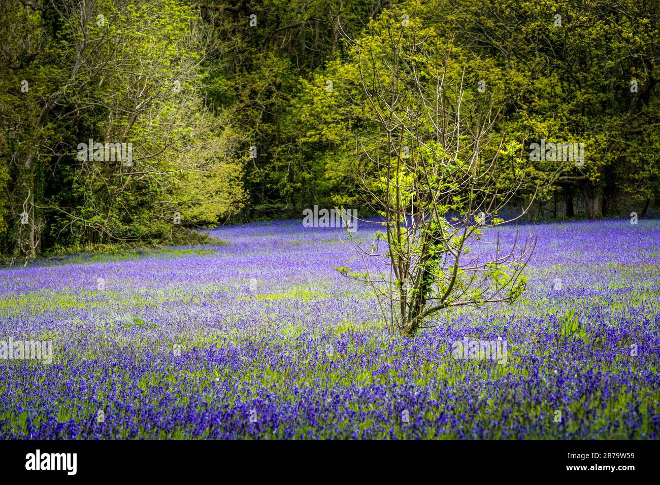 A field of Common English Bluebells Hyacinthoides non-script in the ...