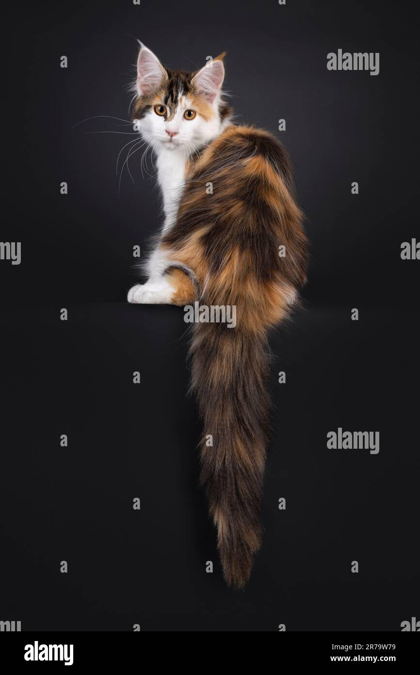 Adorable tortie Maine Coon cat kitten, sitting backwards on edge ...