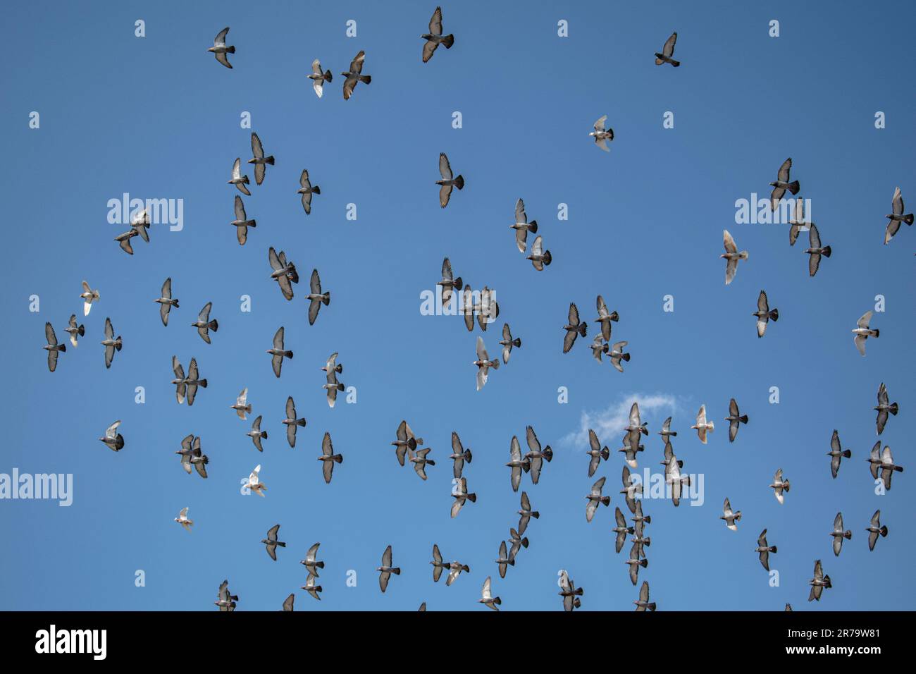 A flock of birds in flight creating a beautiful circular formation in ...