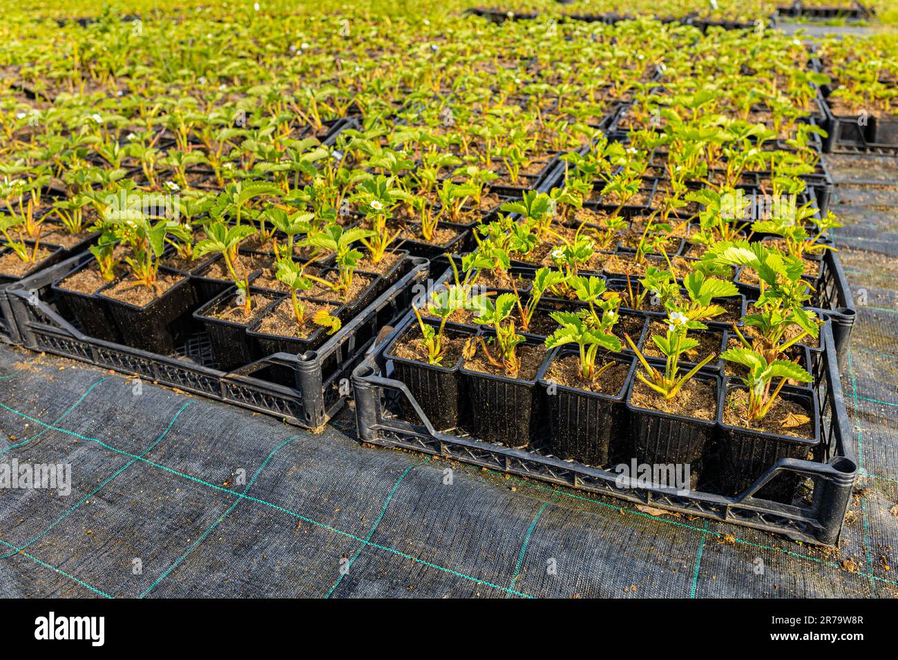 strawberry seedlings in a pot in a plant nursery. strawberry seedling ...