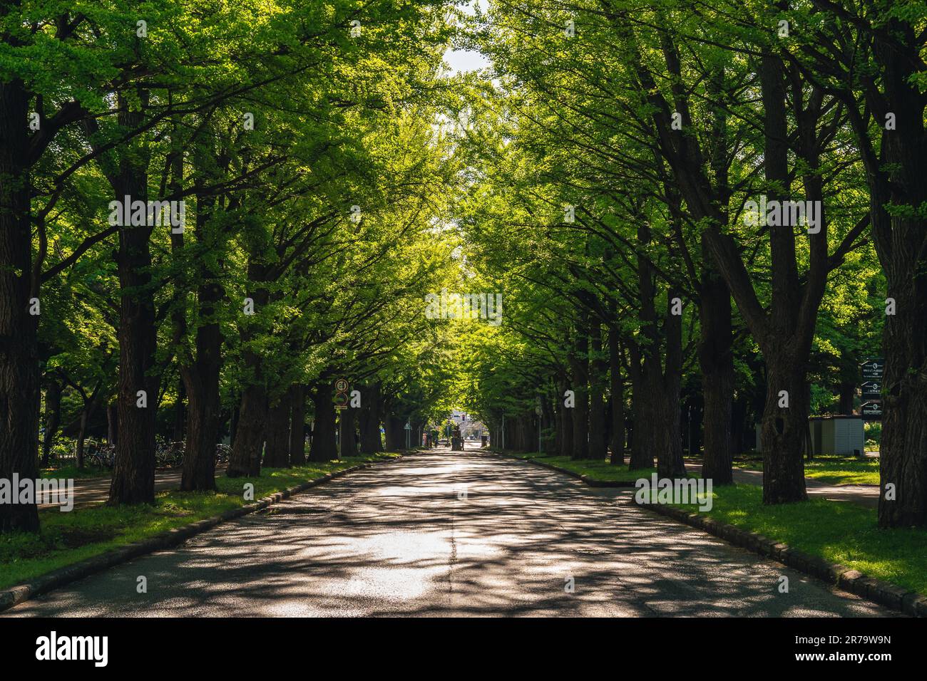 Japan of street trees hi-res stock photography and images - Alamy